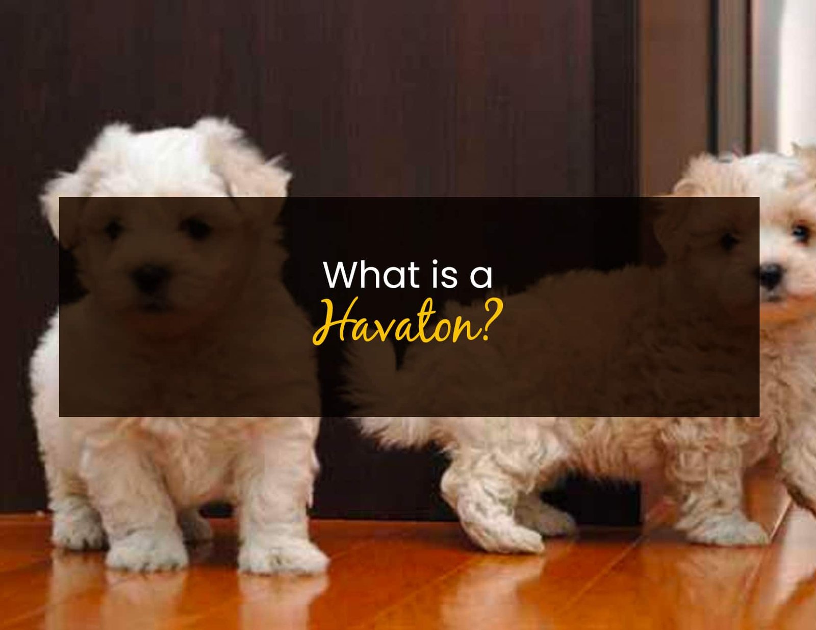 What is a Havaton? - Little Pet Corner