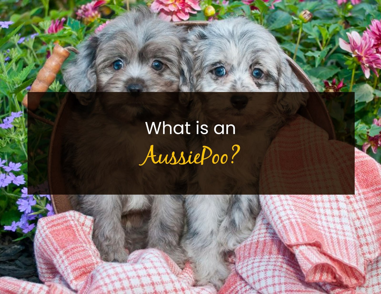 What is an Aussiepoo? - Little Pet Corner