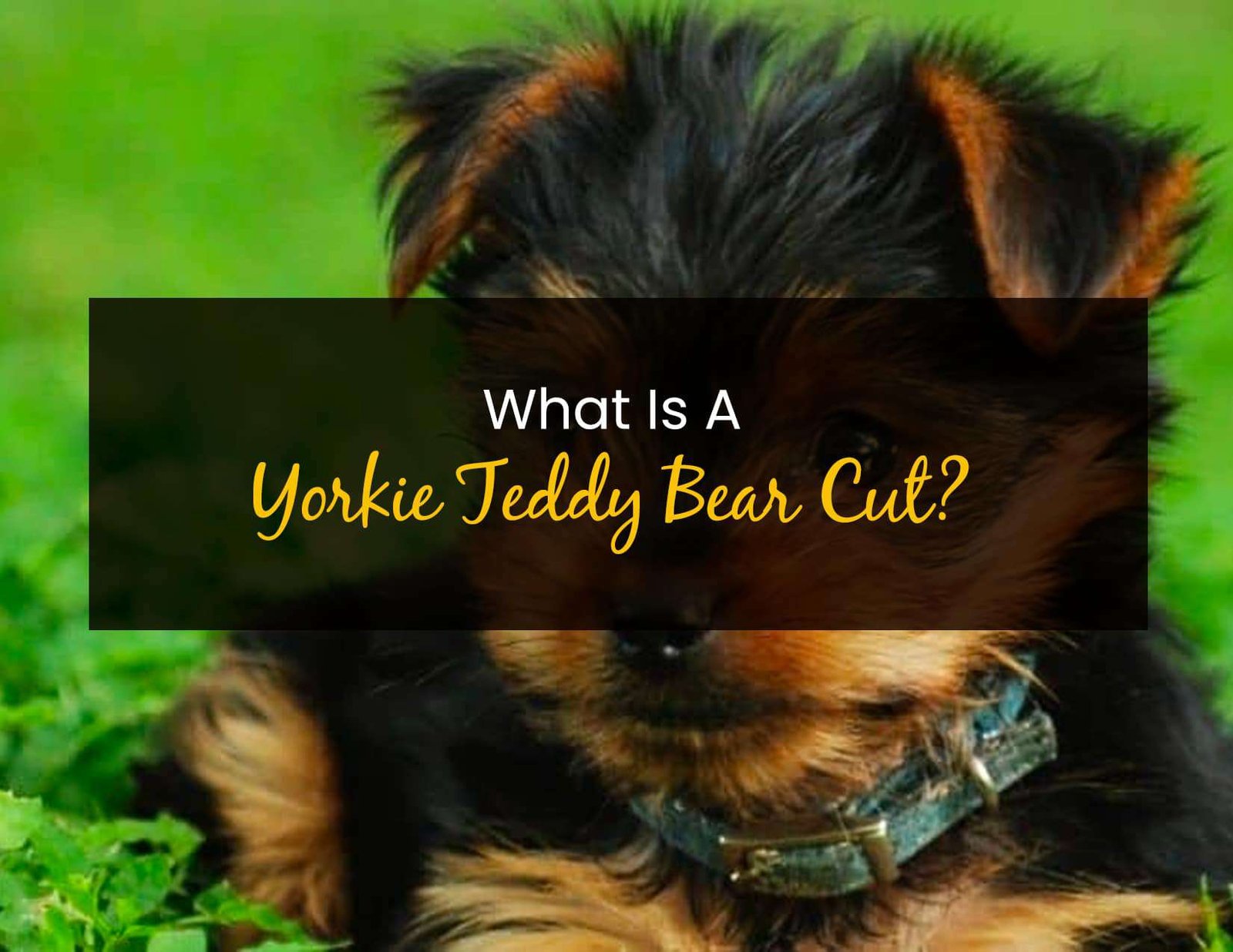 What Is a Yorkie Teddy Bear Cut? - Little Pet Corner