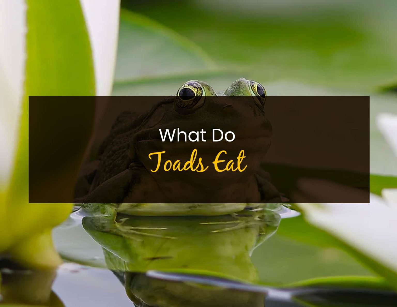 What Do Toads Eat - Little Pet Corner