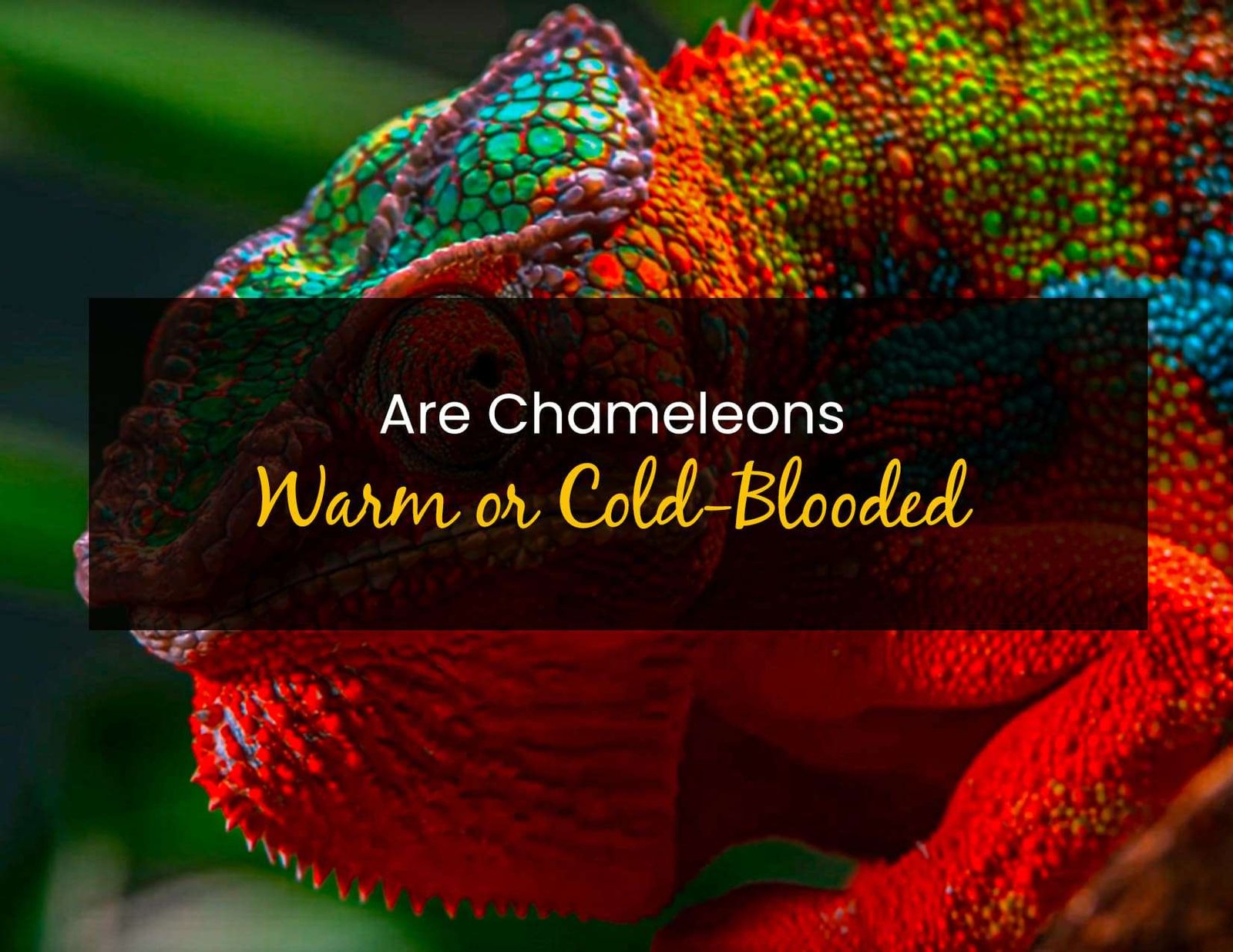 Are Chameleons Warm or Cold-Blooded - Little Pet Corner