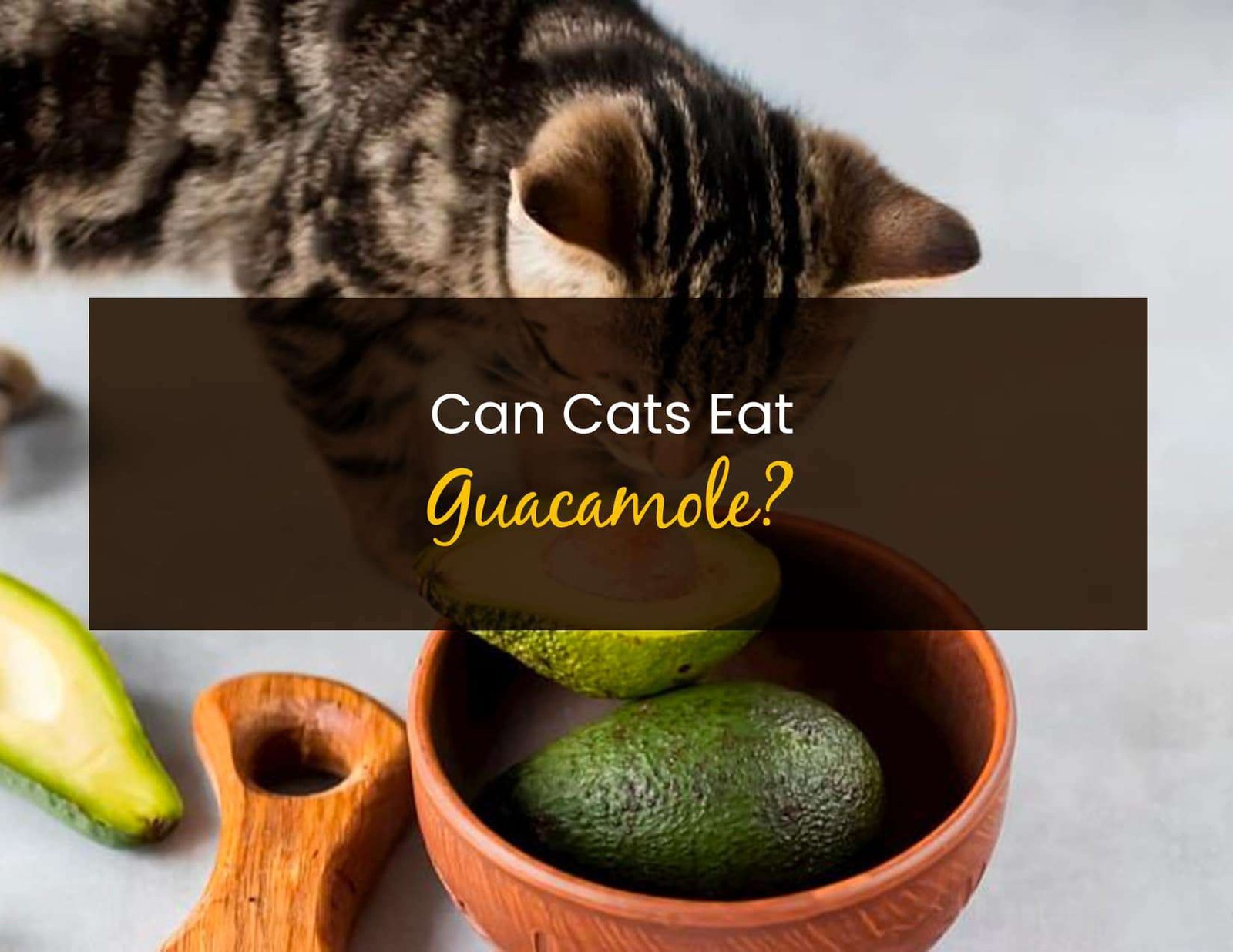 Can Cats Eat Guacamole? - Little Pet Corner