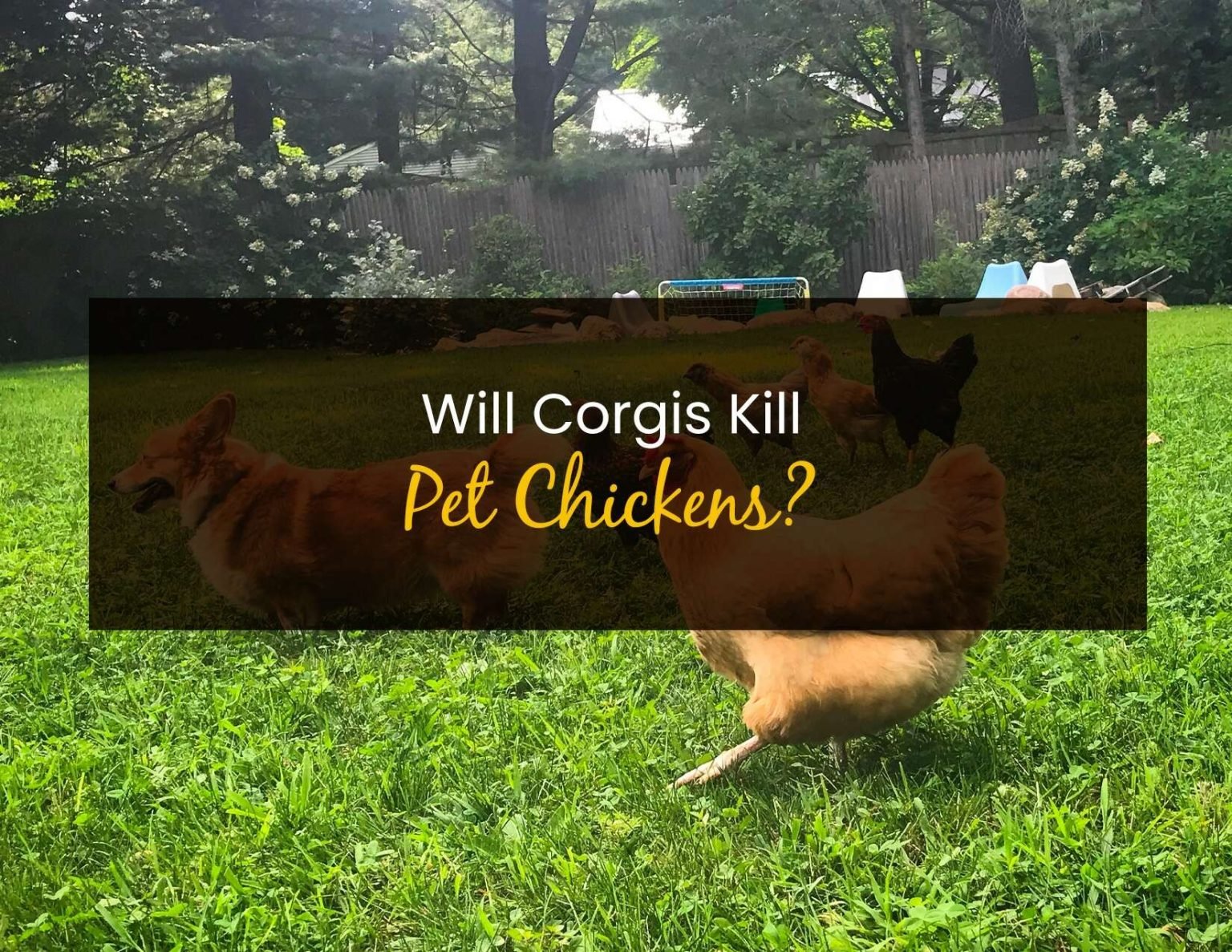 Will Corgis Kill Pet Chickens? - Little Pet Corner