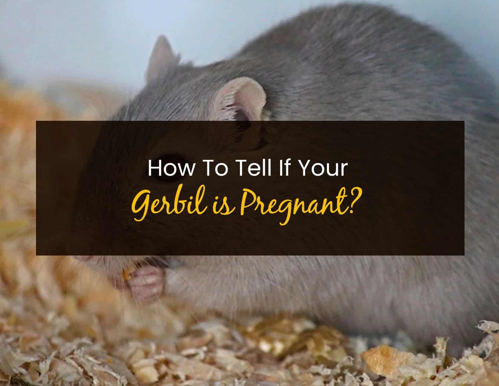 How to Tell if Your Gerbil Pregnant - Little Pet Corner