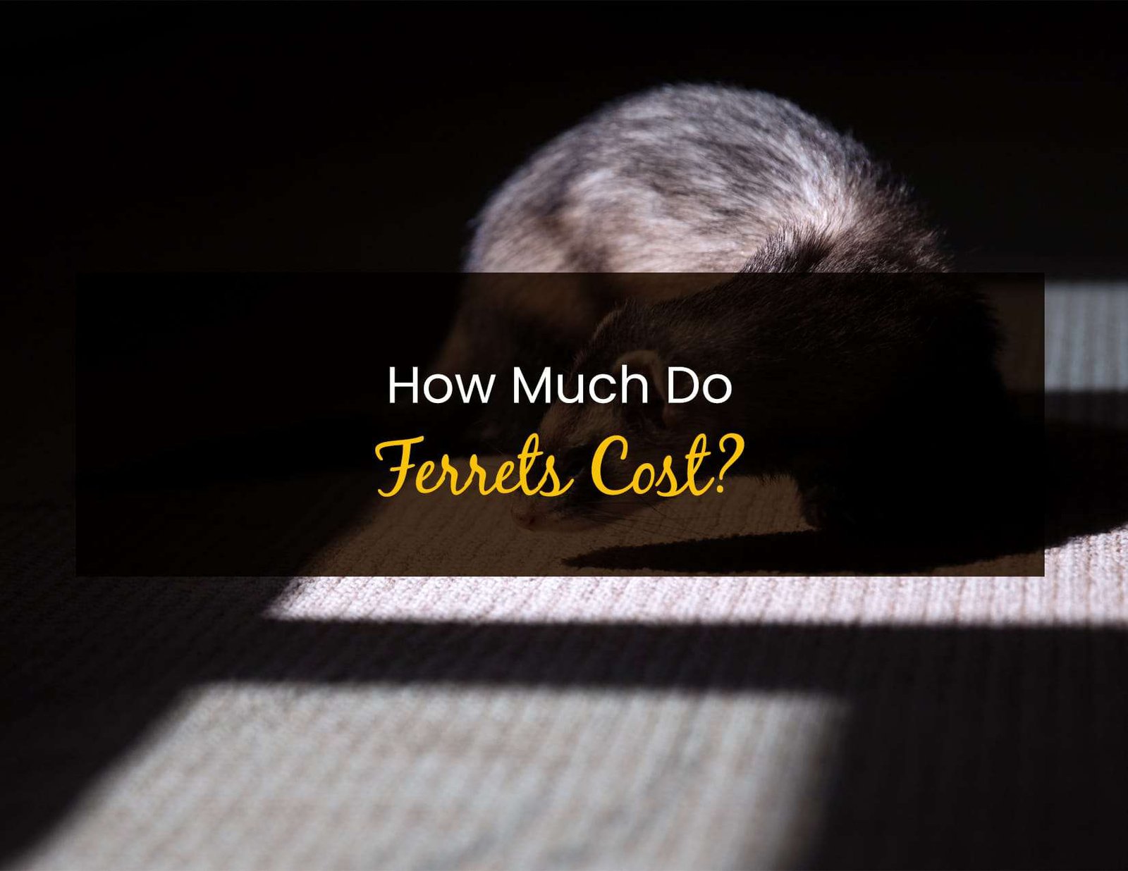 How Much Do Ferrets Cost? The Ultimate Guide - Little Pet Corner