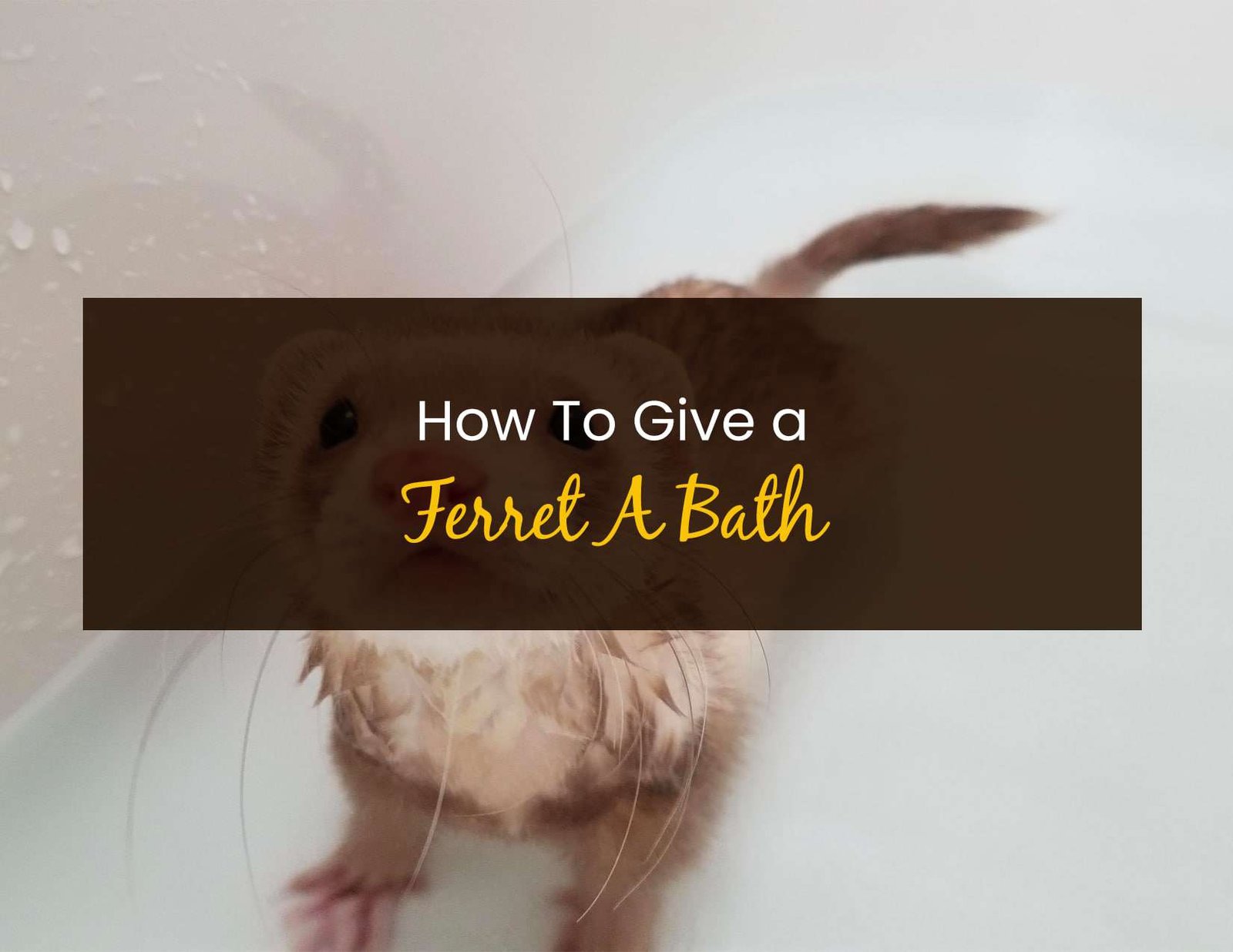 How to Give a Ferret a Bath: What You Need to Know - Little Pet Corner