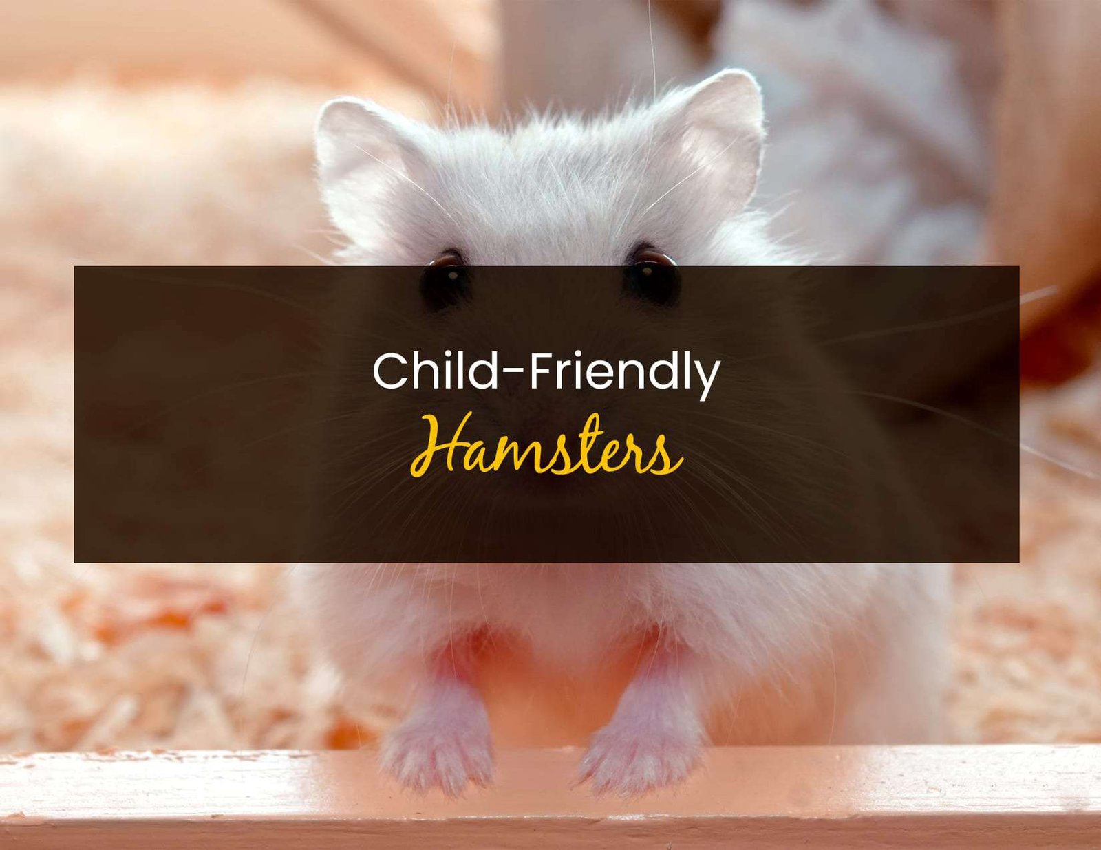 Child-Friendly Hamsters: The Ultimate Guide - Little Pet Corner