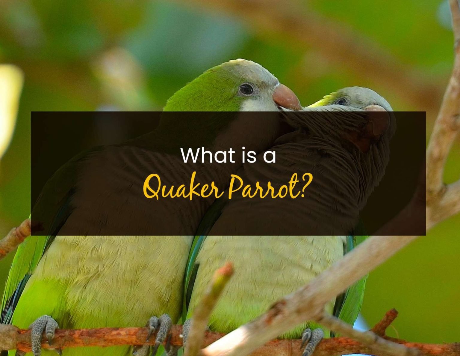 What Is a Quaker Parrot? - Little Pet Corner