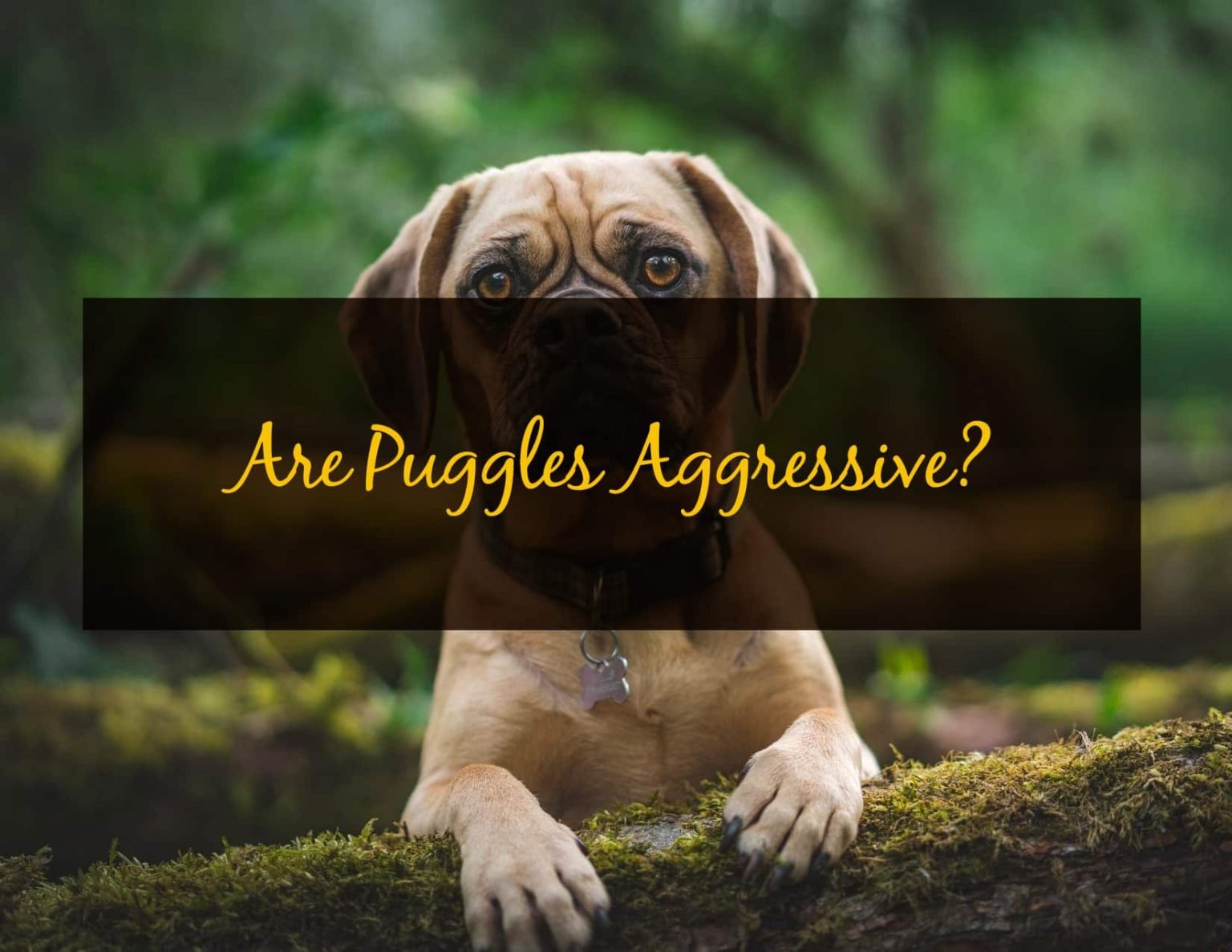 Are Puggles Aggressive? - Little Pet Corner