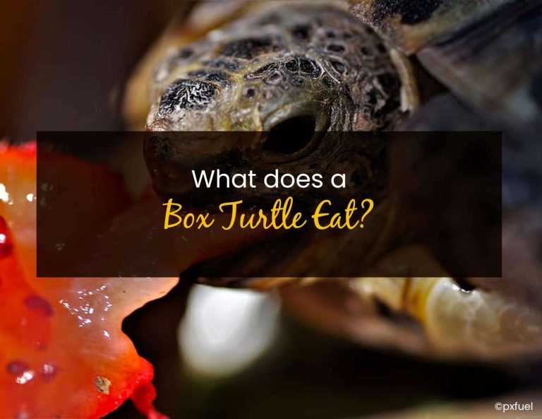 What Does a Box Turtle Eat? - Little Pet Corner