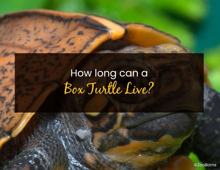 How Long Can a Box Turtle Live? - Little Pet Corner