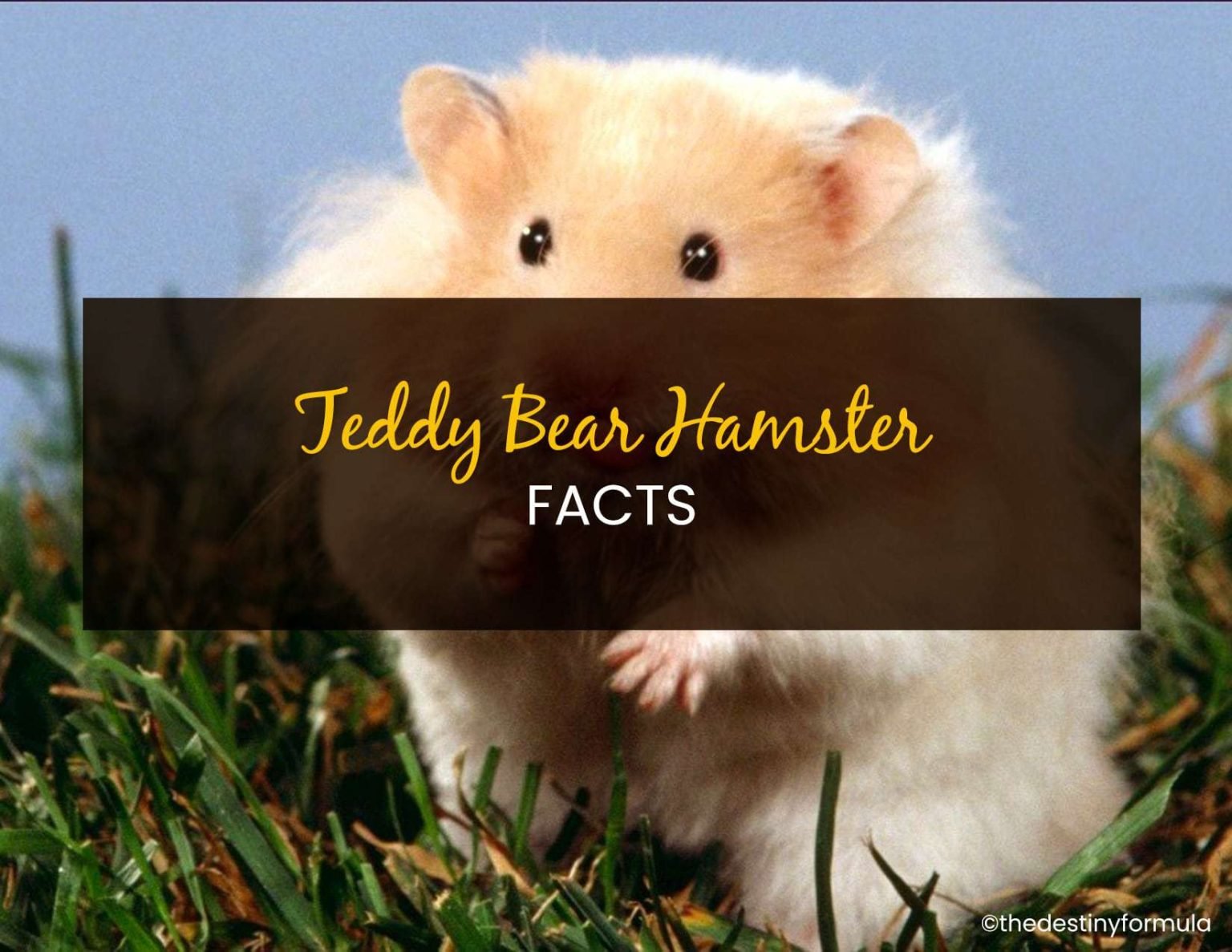 Teddy Bear Hamster Facts - Little Pet Corner