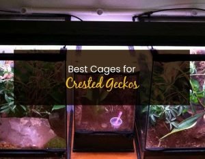 Best Cages for Crested Geckos - Little Pet Corner