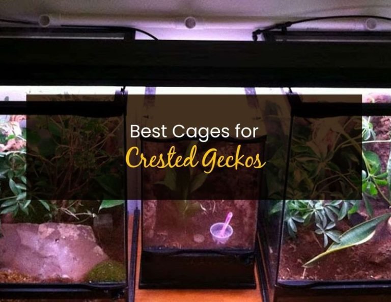 Best Cages for Crested Geckos - Little Pet Corner
