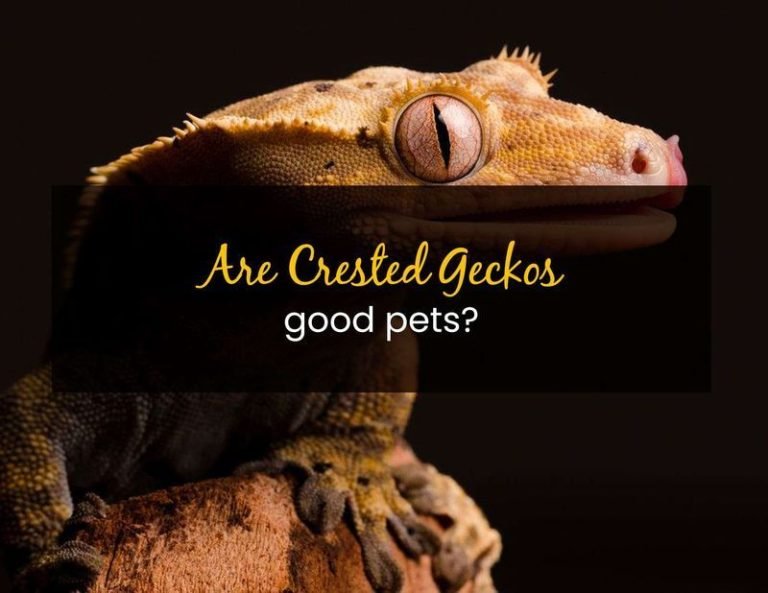 Are Crested Geckos Good Pets? - Little Pet Corner