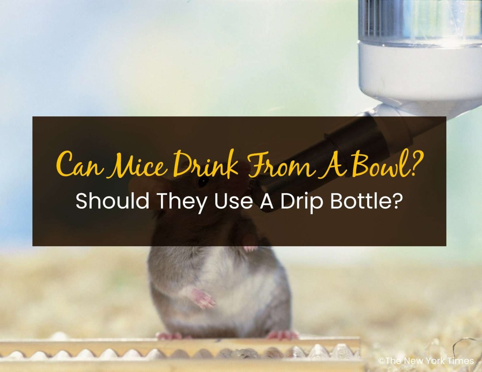 Can Mice Drink From a Bowl? We Find Out - Little Pet Corner