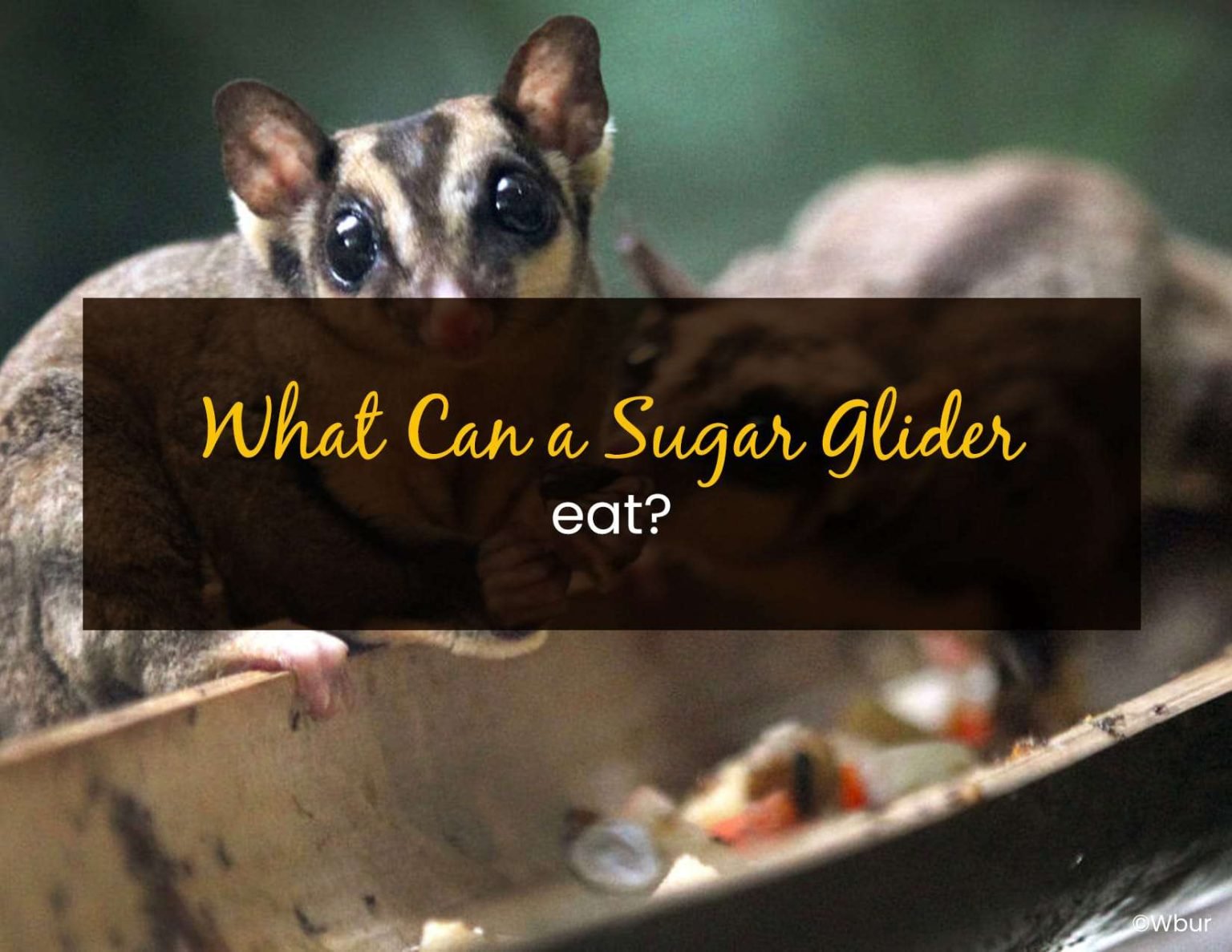 What Can a Sugar Glider Eat? - Little Pet Corner