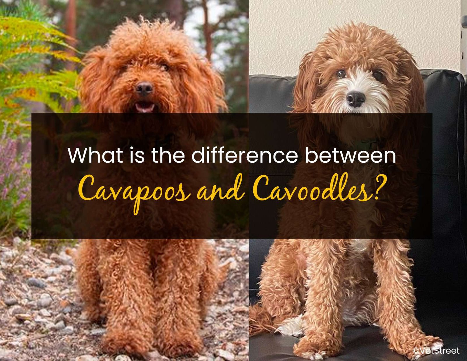 What Is the Difference Between Cavapoos & Cavoodles? - Little Pet Corner