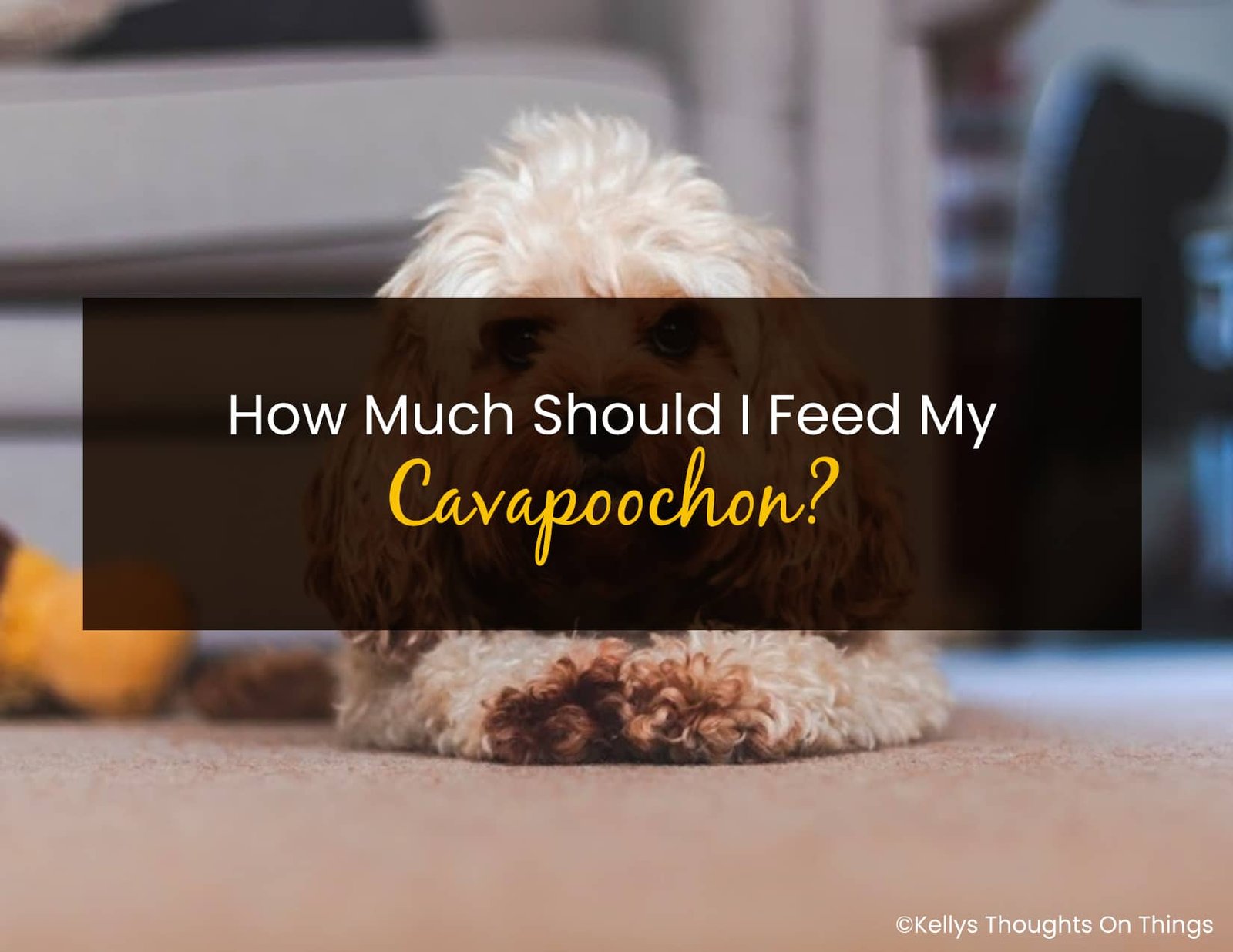 How Much Should I Feed My Cavapoochon? - Little Pet Corner