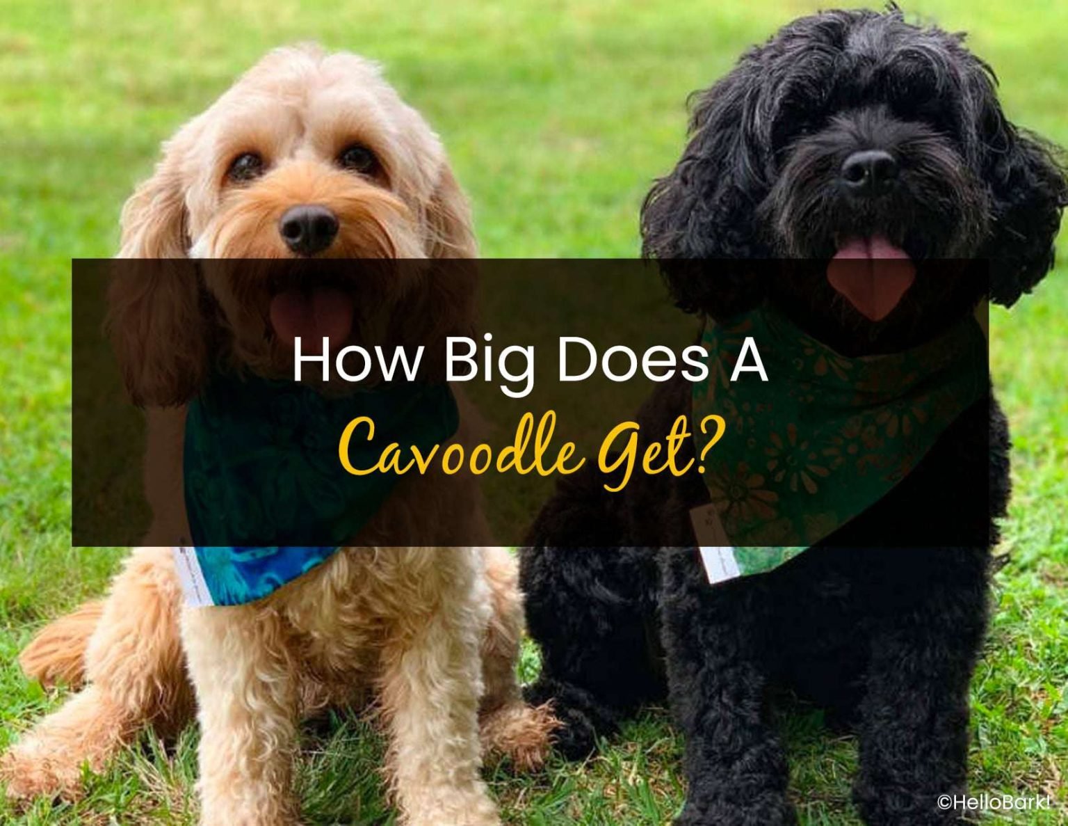 How Big Does a Cavoodle Get? - Little Pet Corner