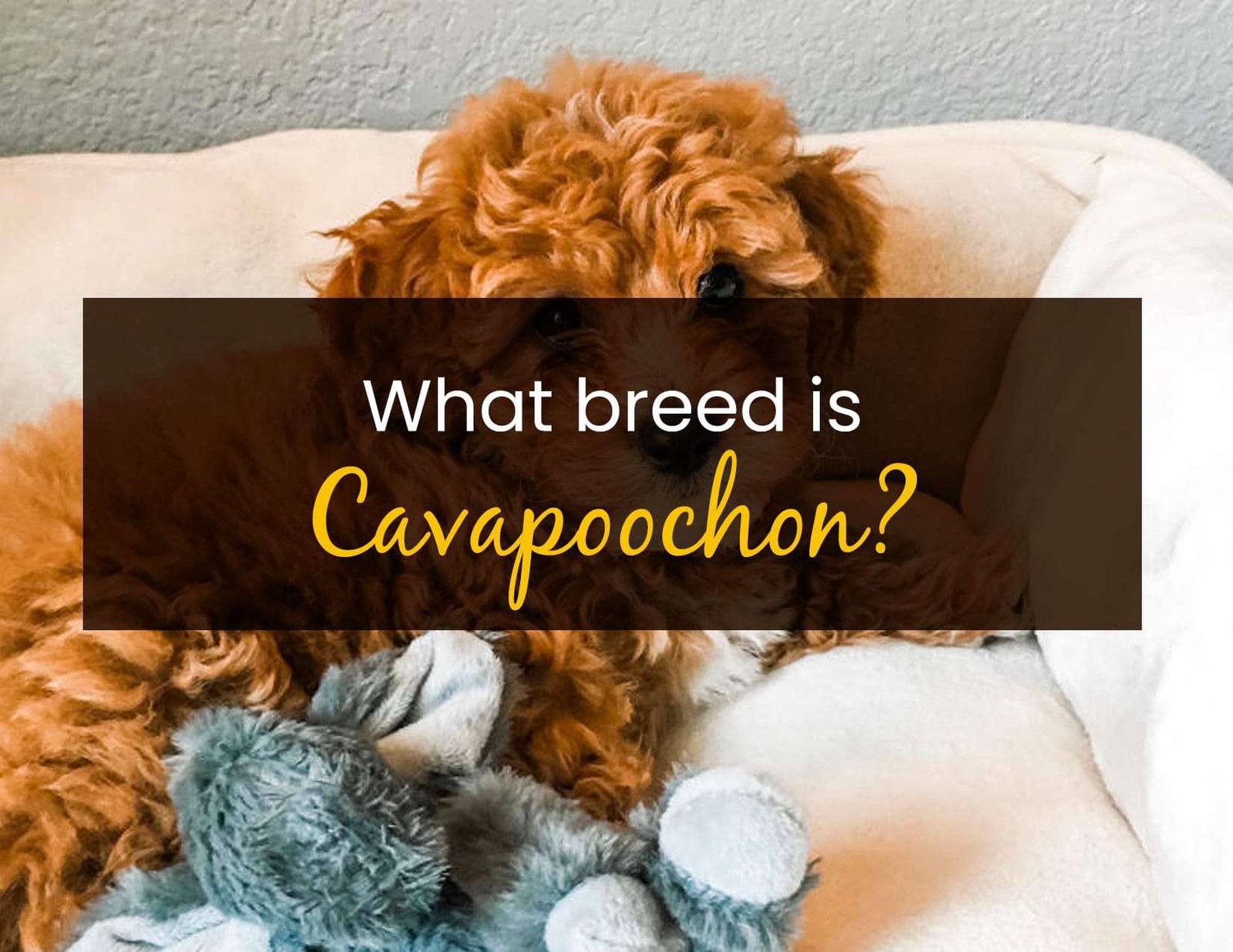 What Breed Is a Cavapoochon? - Little Pet Corner