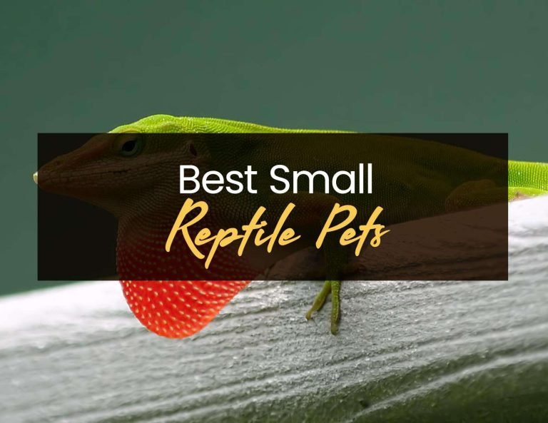 Best Small Reptile Pets - Little Pet Corner