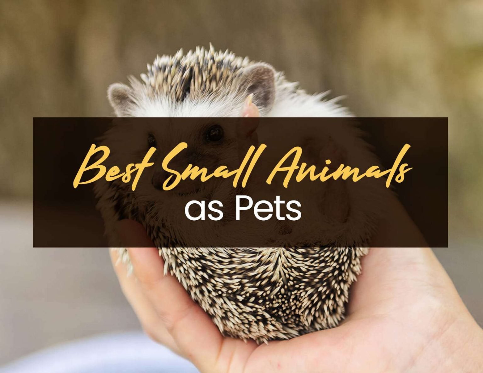 Best Small Animals as Pets - Little Pet Corner