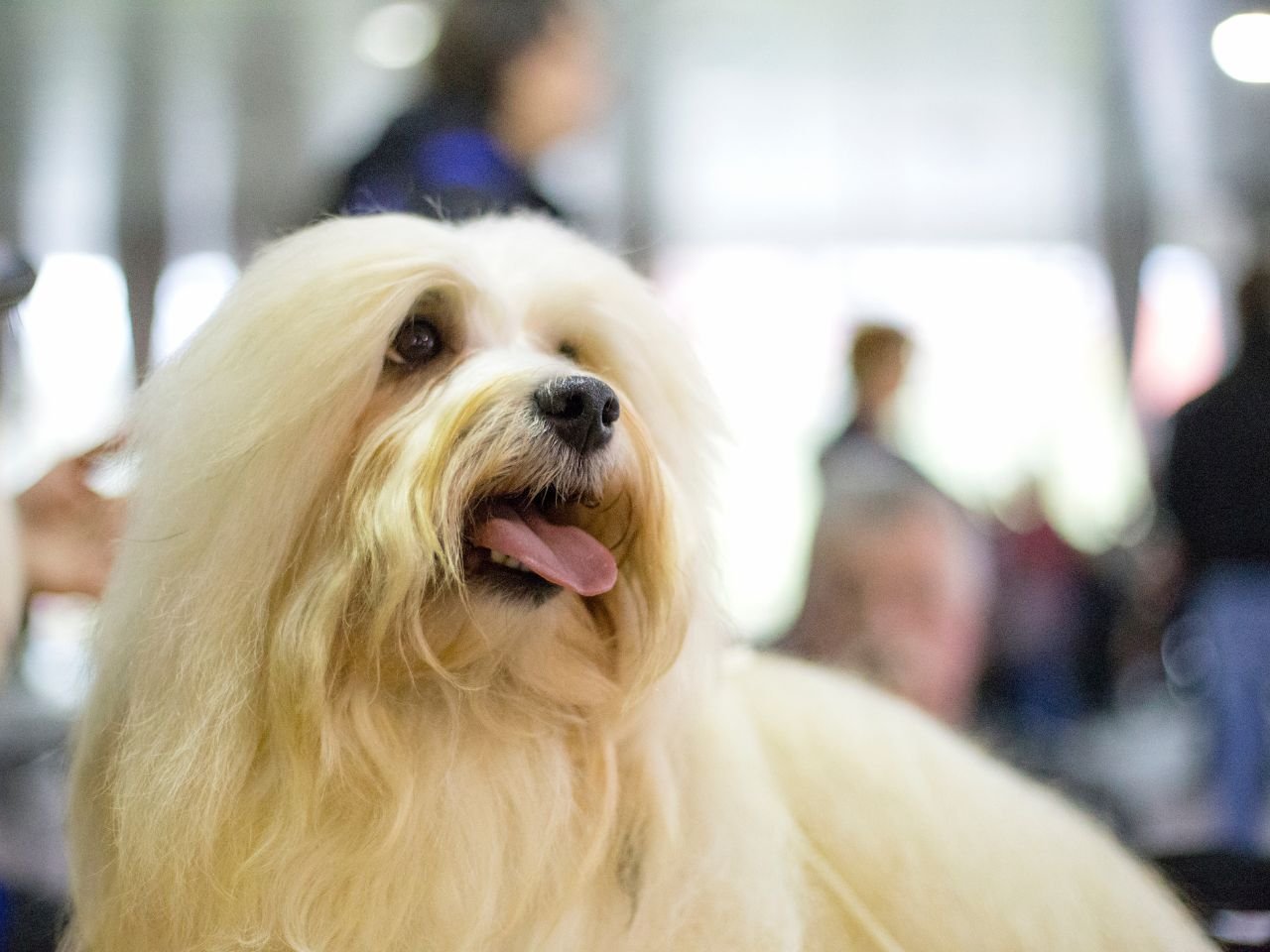 Do Havatons Make Good Family Pets? - Little Pet Corner