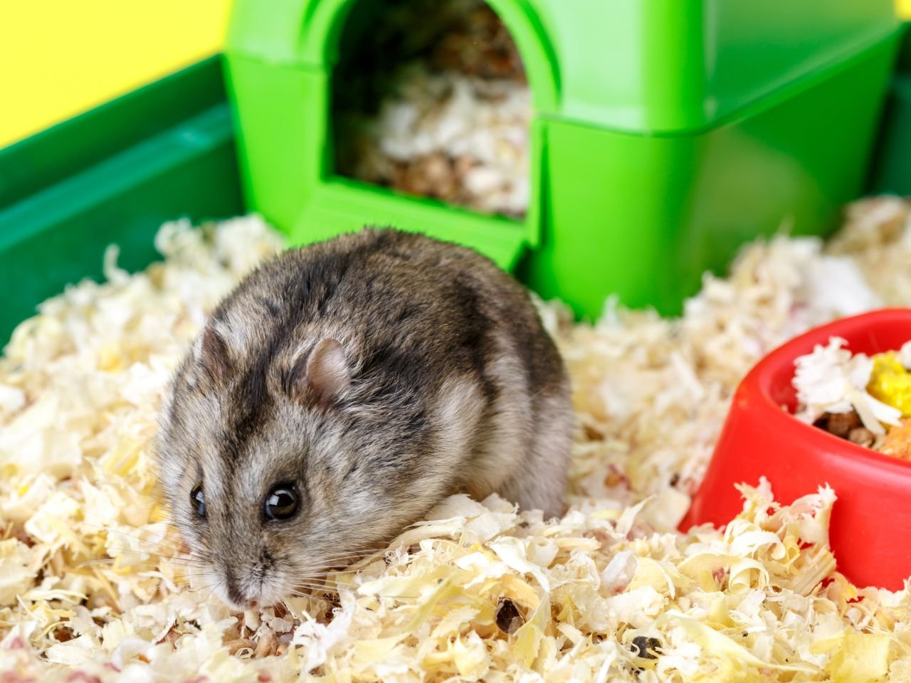 How Much Do Hamsters Sleep? We Find Out - Little Pet Corner