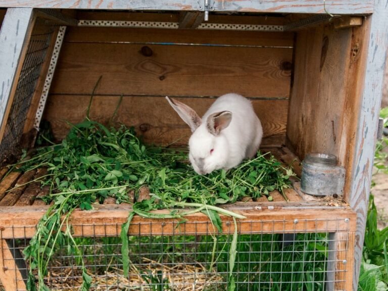 What Rabbit Food Has Protein? The Ultimate Guide - Little Pet Corner