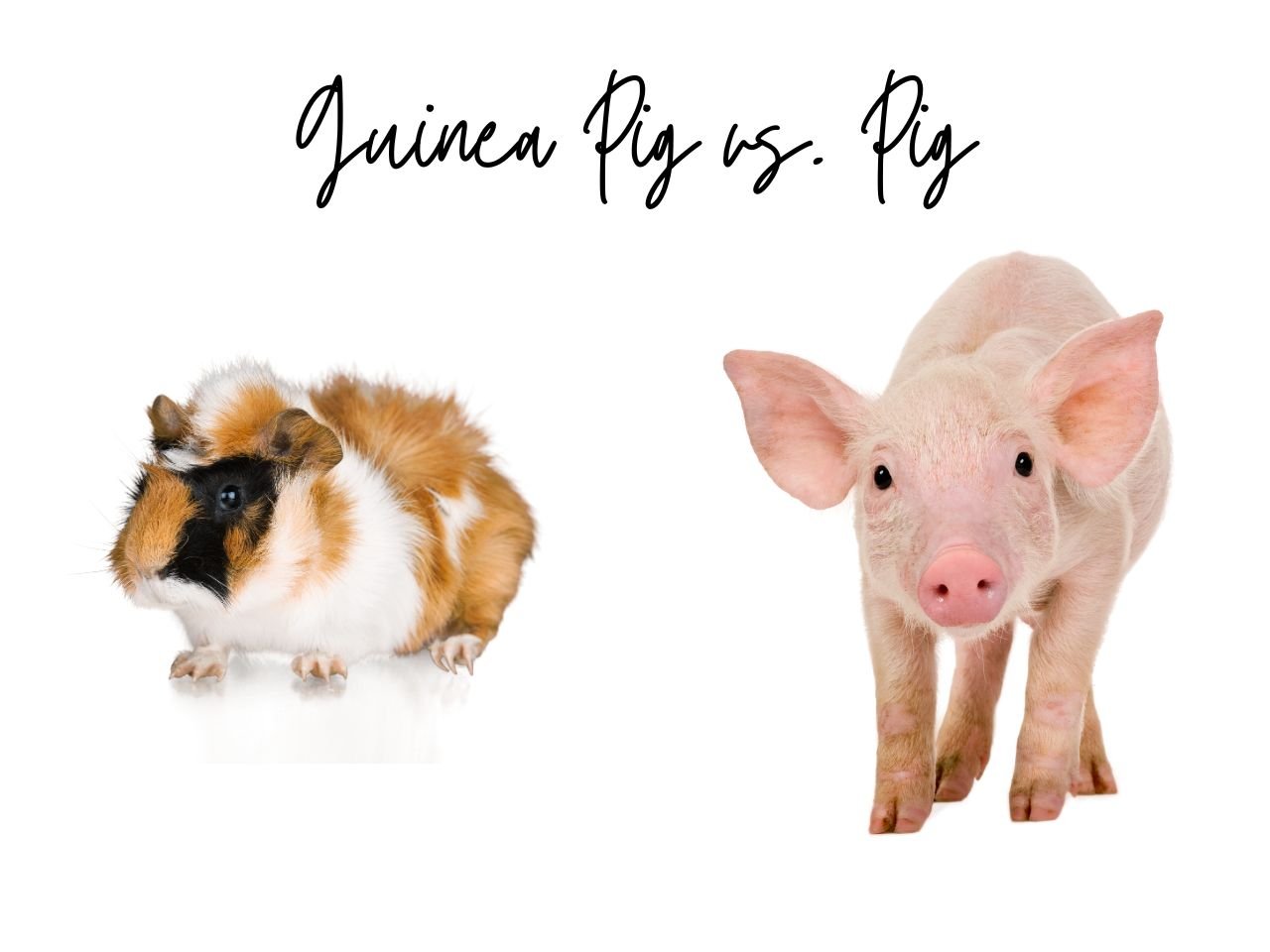 Guinea Pig vs. Pig: The Main Difference - Little Pet Corner