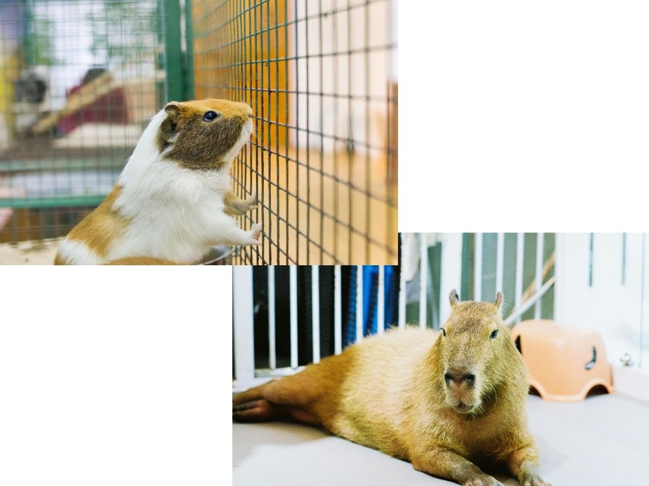 Guinea Pig vs. Capybara: Which Is Best for You? - Little Pet Corner