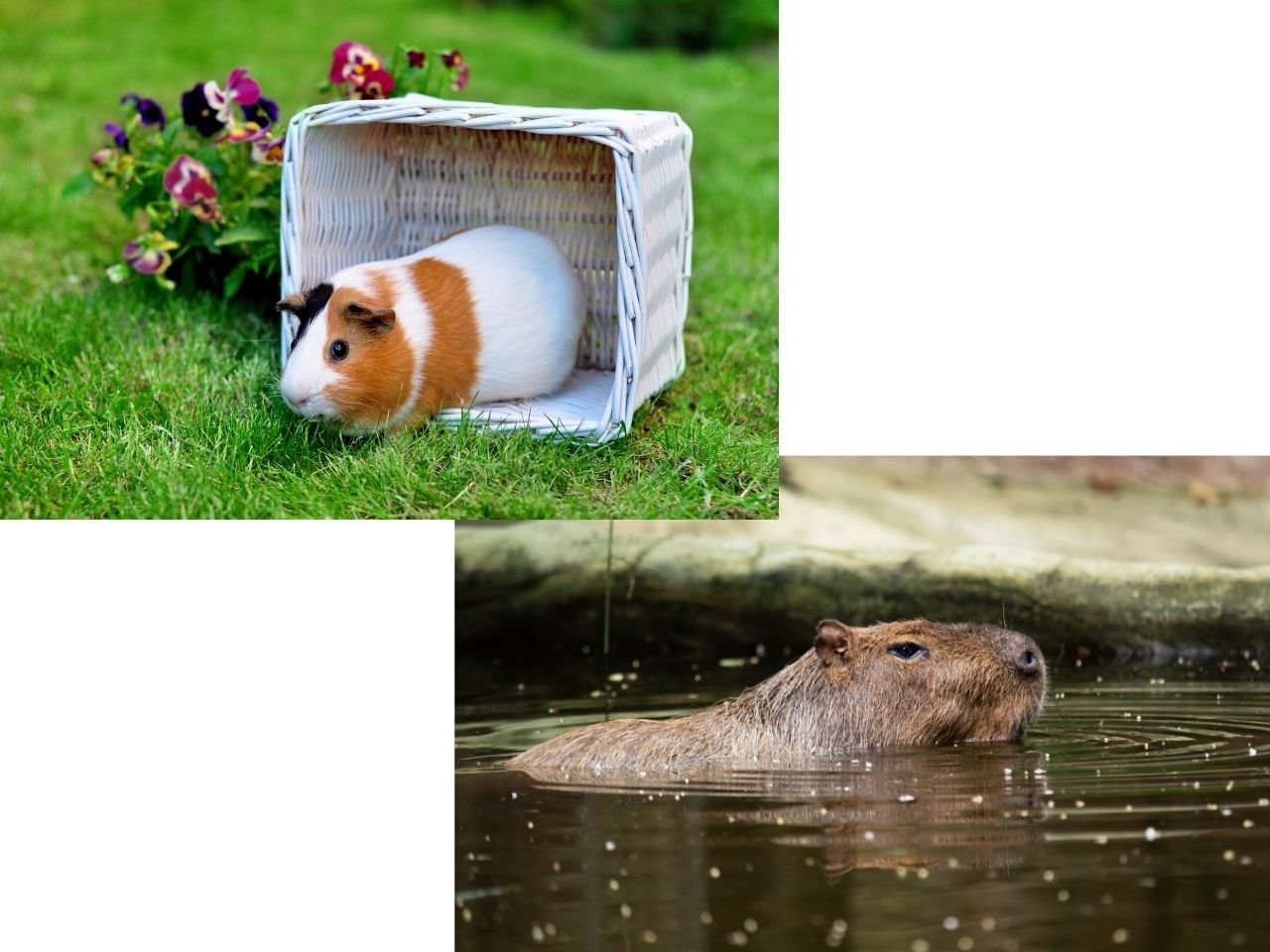 Guinea Pig vs. Capybara: Which Is Best for You? - Little Pet Corner