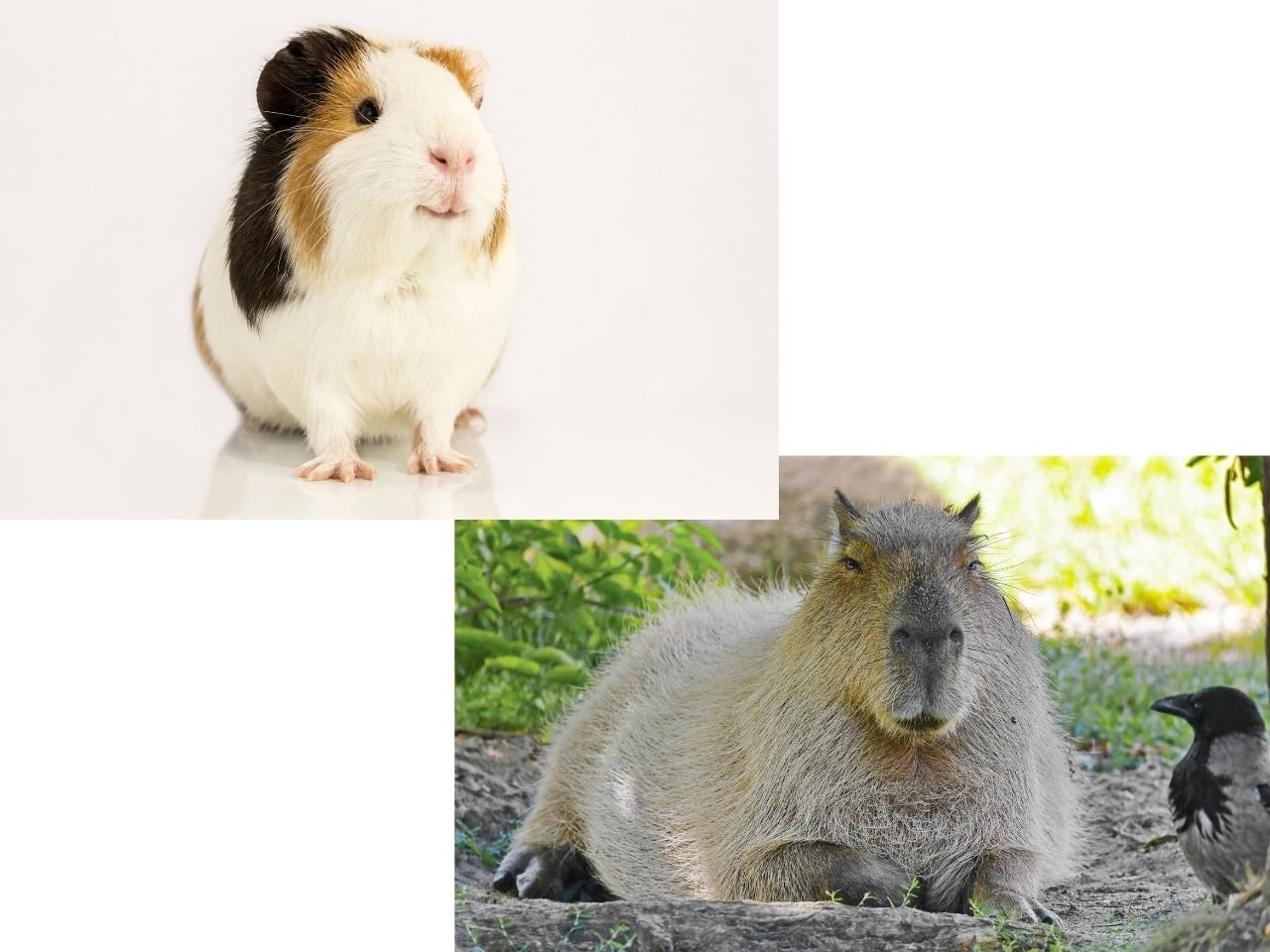 Guinea Pig vs. Capybara: Which Is Best for You? - Little Pet Corner