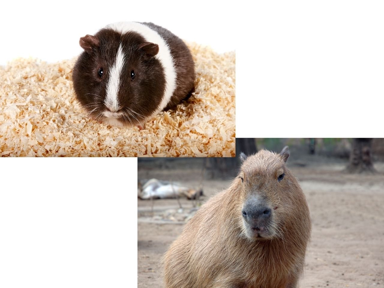 Guinea Pig vs. Capybara: Which Is Best for You? - Little Pet Corner