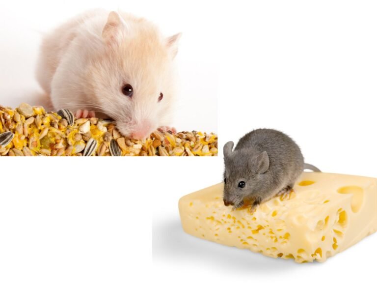 Hamsters vs. Mice: What Should You Choose? - Little Pet Corner