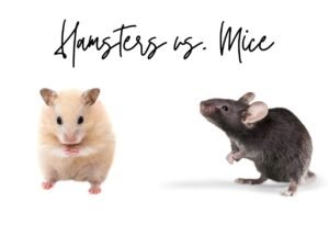 Hamsters vs. Mice: What Should You Choose? - Little Pet Corner