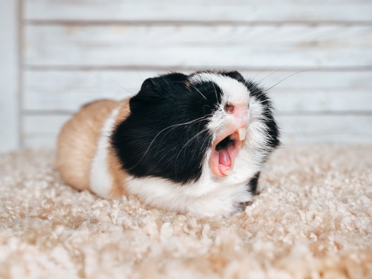 What To Do If Guinea Pig Bites You - Little Pet Corner
