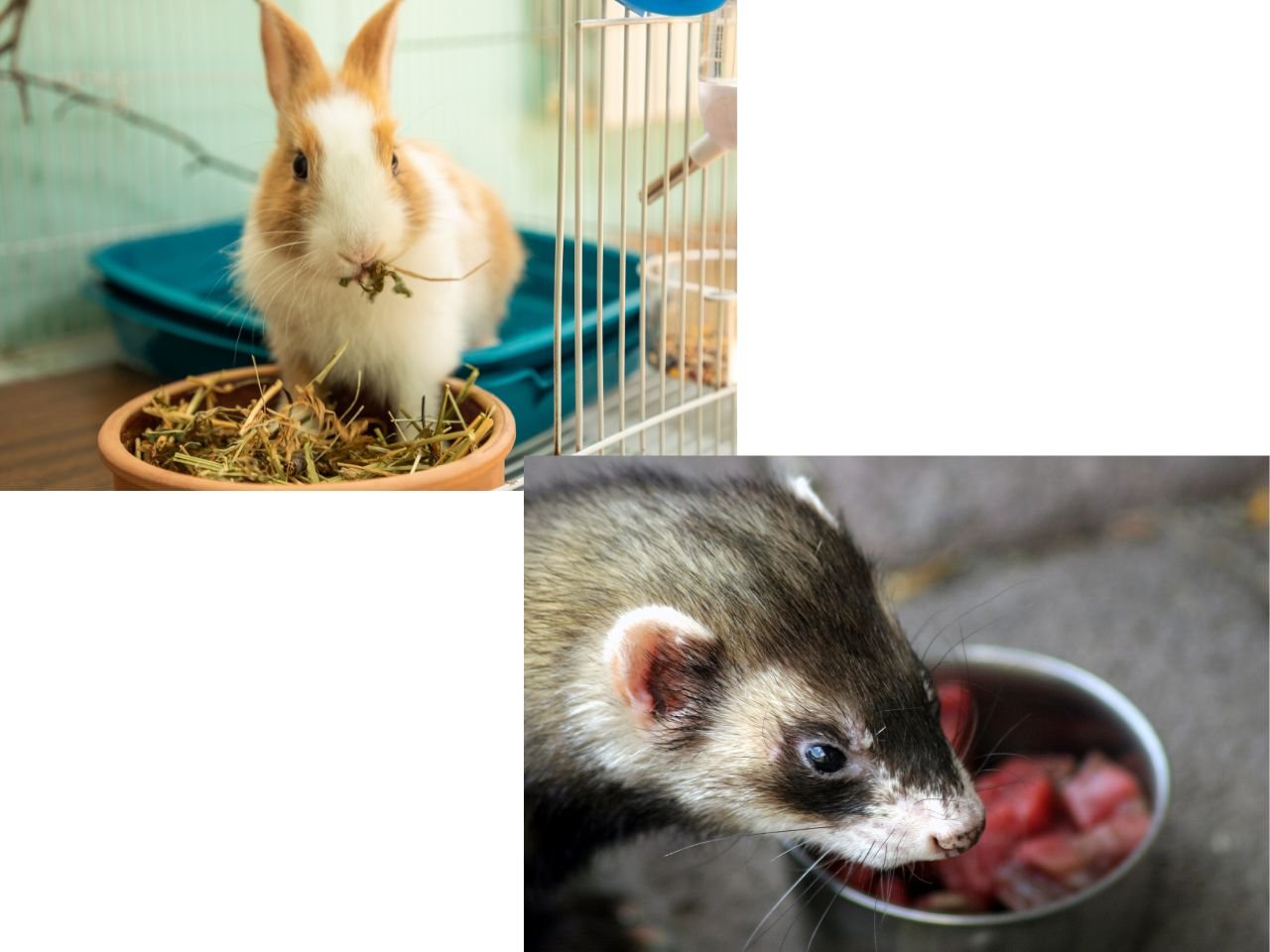 Rabbit vs. Ferret As Pets: Which One Is Right For You? - Little Pet Corner