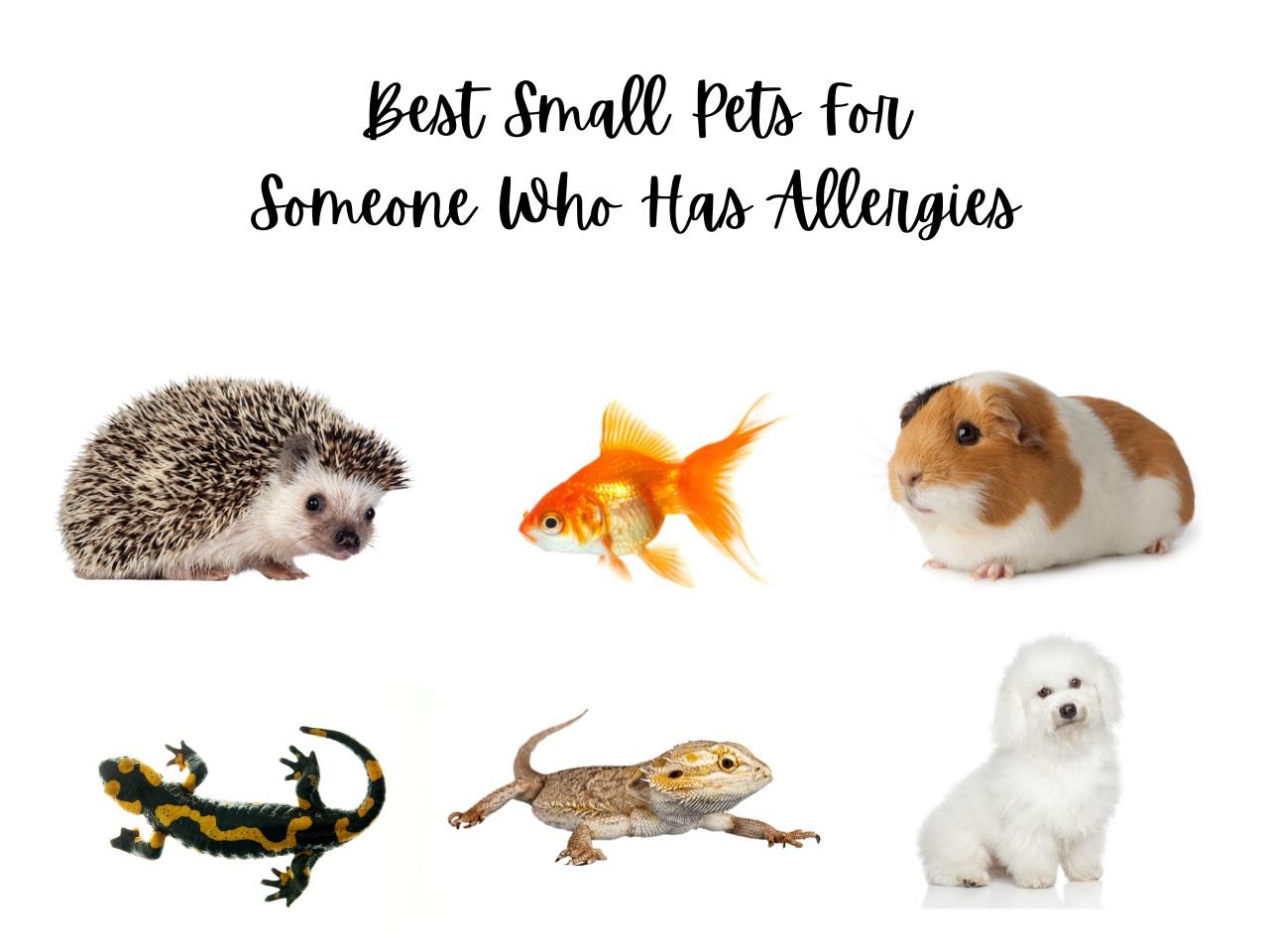 Best Small Pets For Someone Who Has Allergies - Little Pet Corner