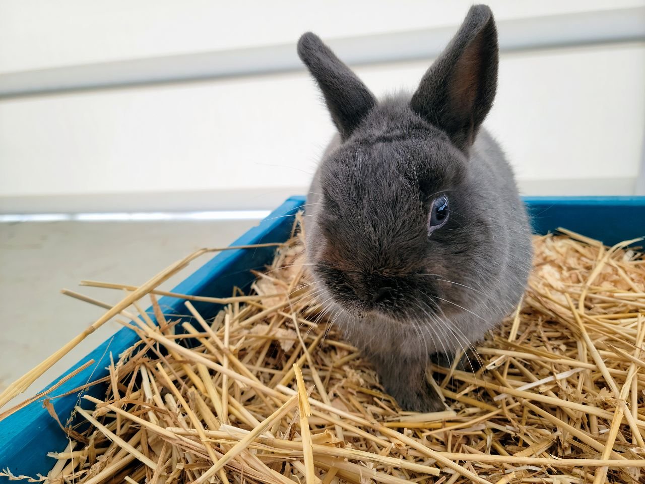 What to Do if Rabbits Has Fleas: The Ultimate Guide - Little Pet Corner