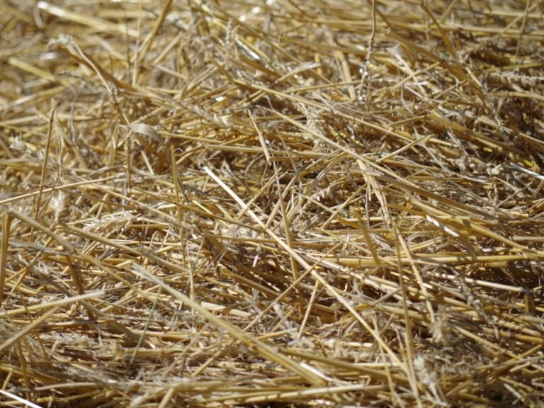 What Do Prairie Dogs Eat? - Little Pet Corner