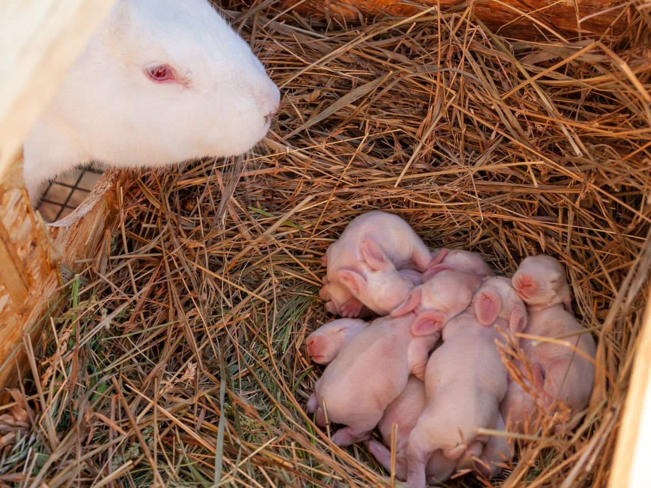 Why Do Rabbits Eat Their Babies and What to Do? - Little Pet Corner