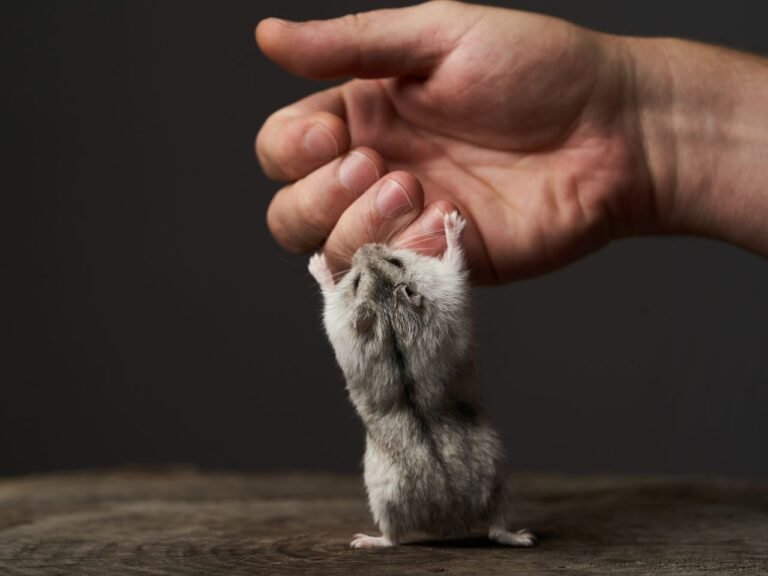 What to Do if Hamster Bites You? - Little Pet Corner