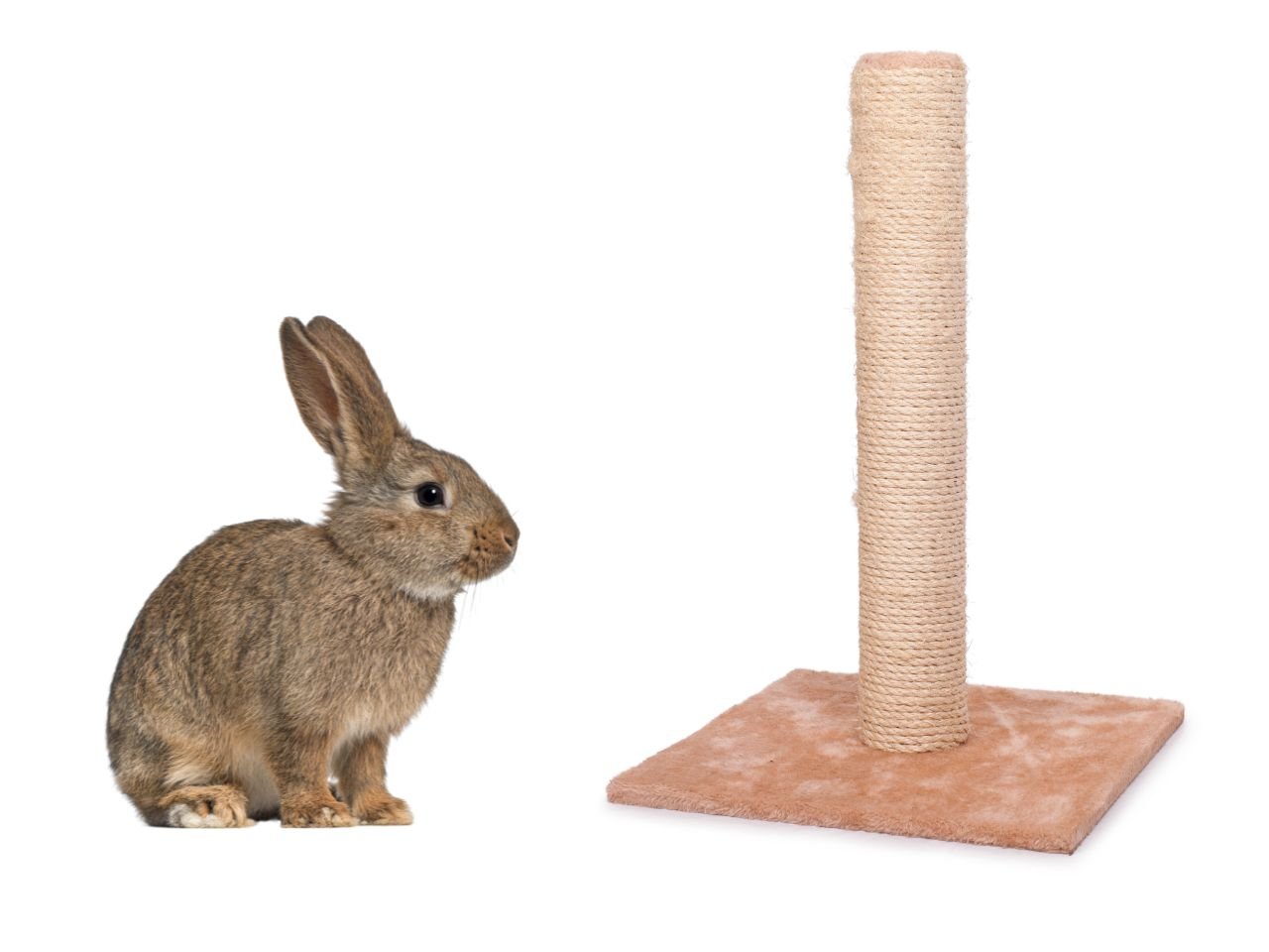 Do Rabbits Use Scratching Posts? - Little Pet Corner