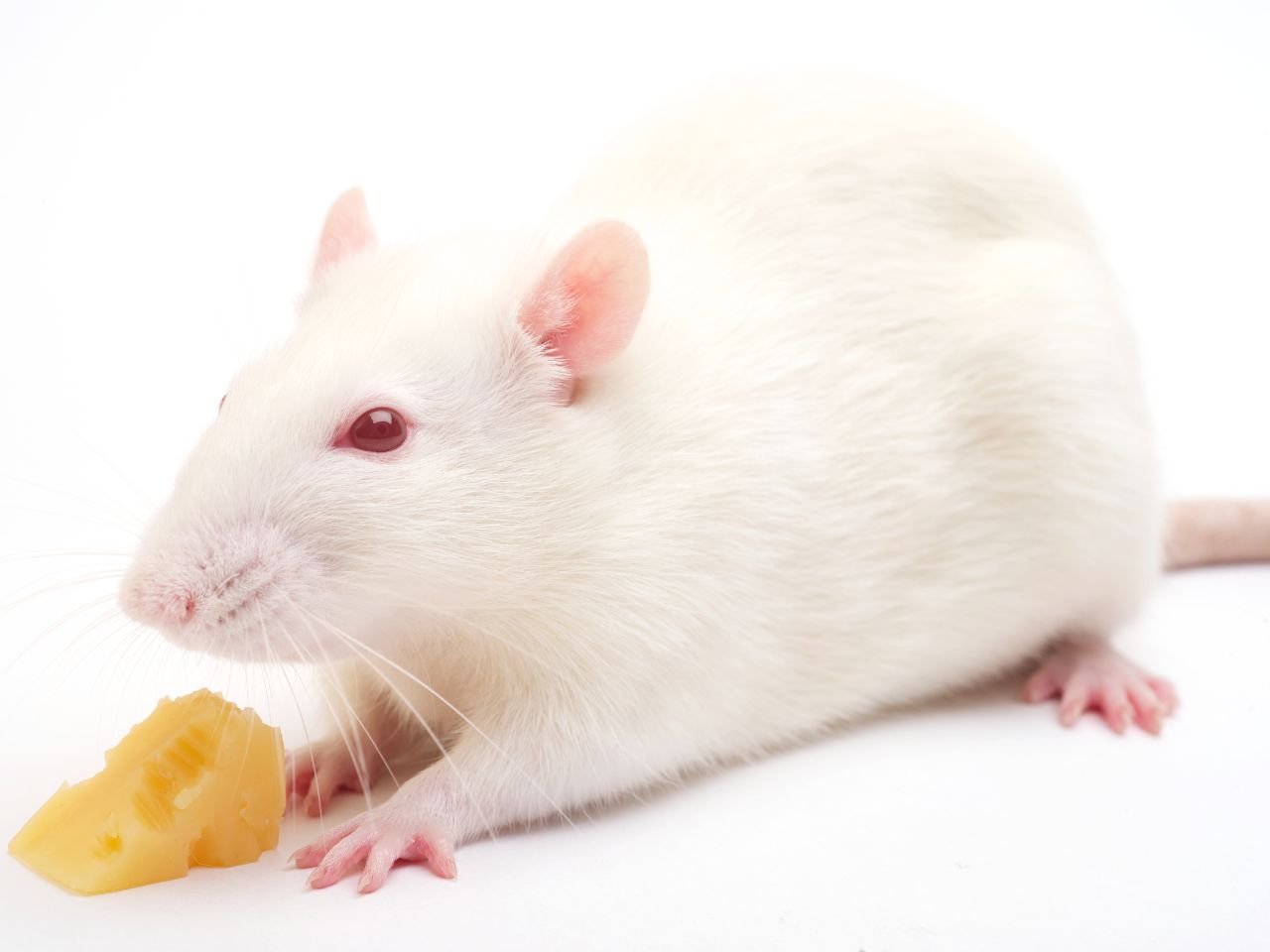 Best Rat Food for Pet Rats - Little Pet Corner