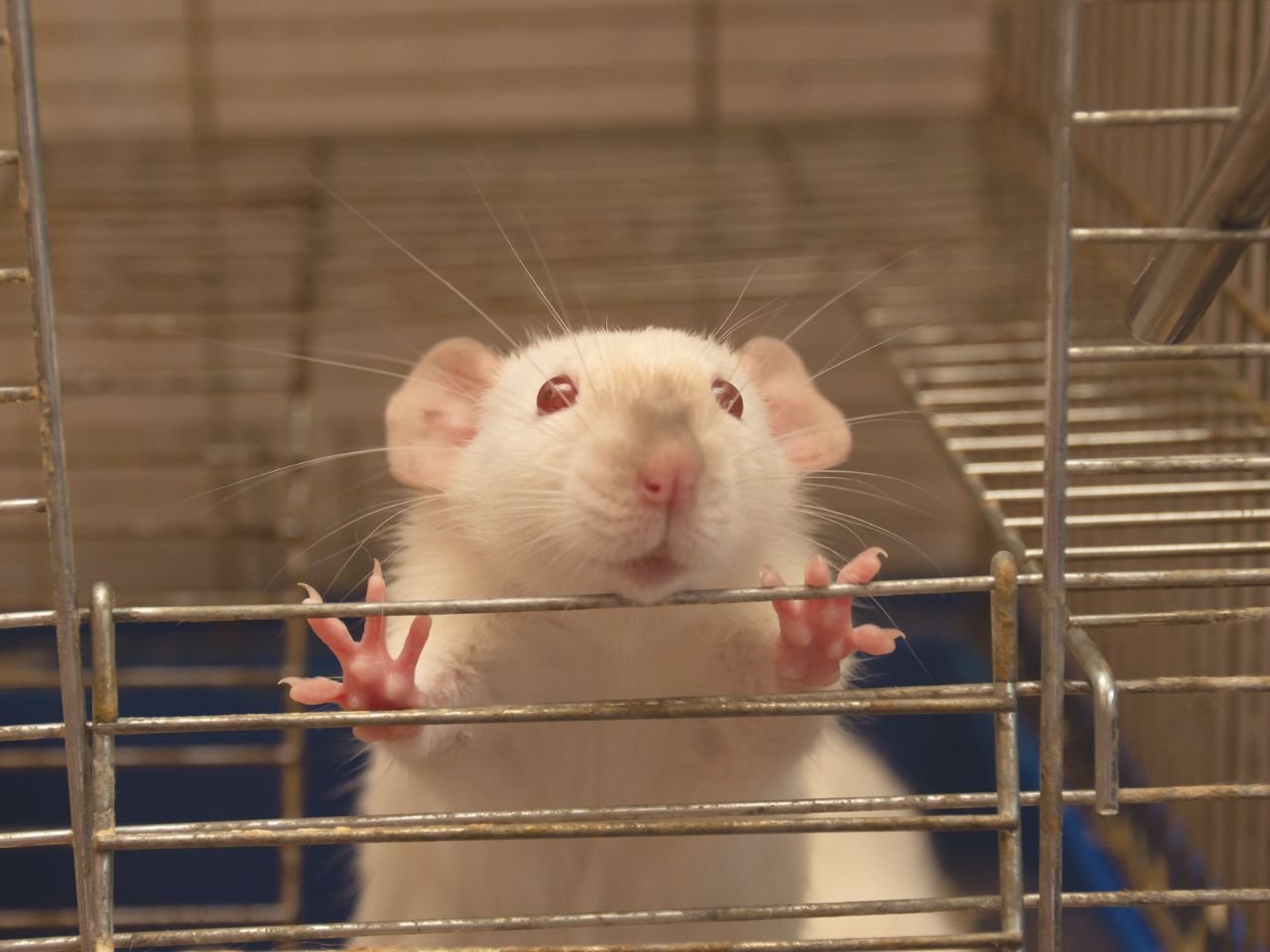 11 Things to Do if Your Pet Mouse Disappears - Little Pet Corner