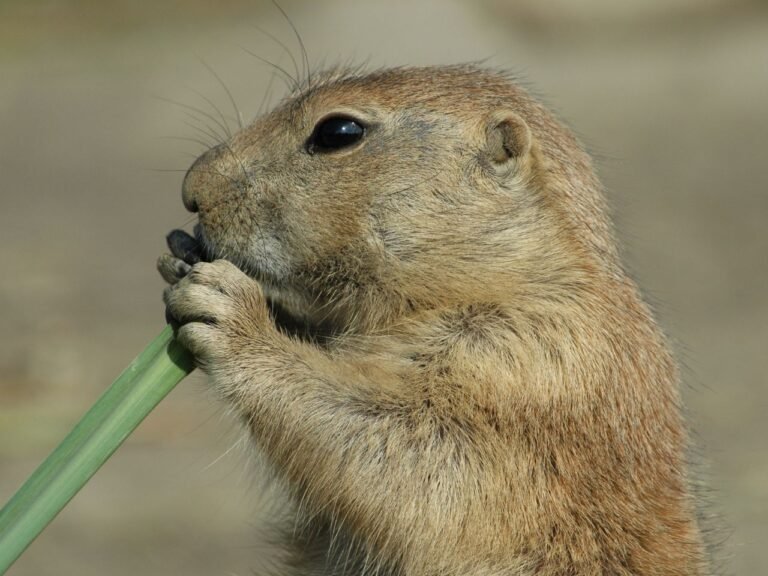 What Do Prairie Dogs Eat? - Little Pet Corner